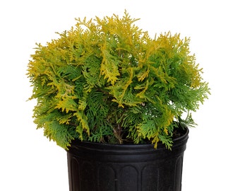 Thuja Occidentalis 'aurea' Golden Globe Arborvitae - Etsy