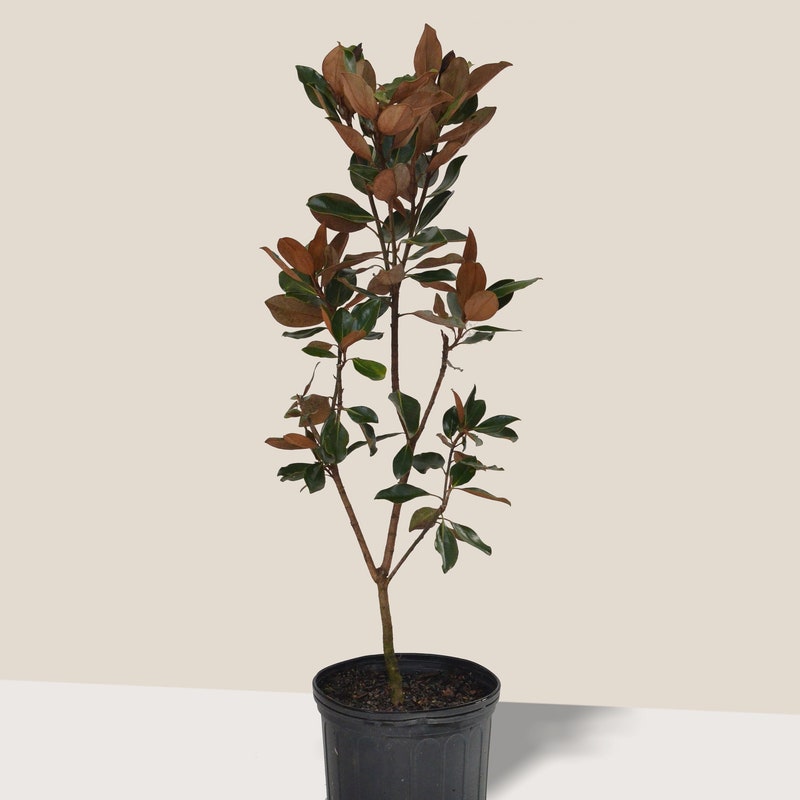 Dwarf Magnolia - Etsy