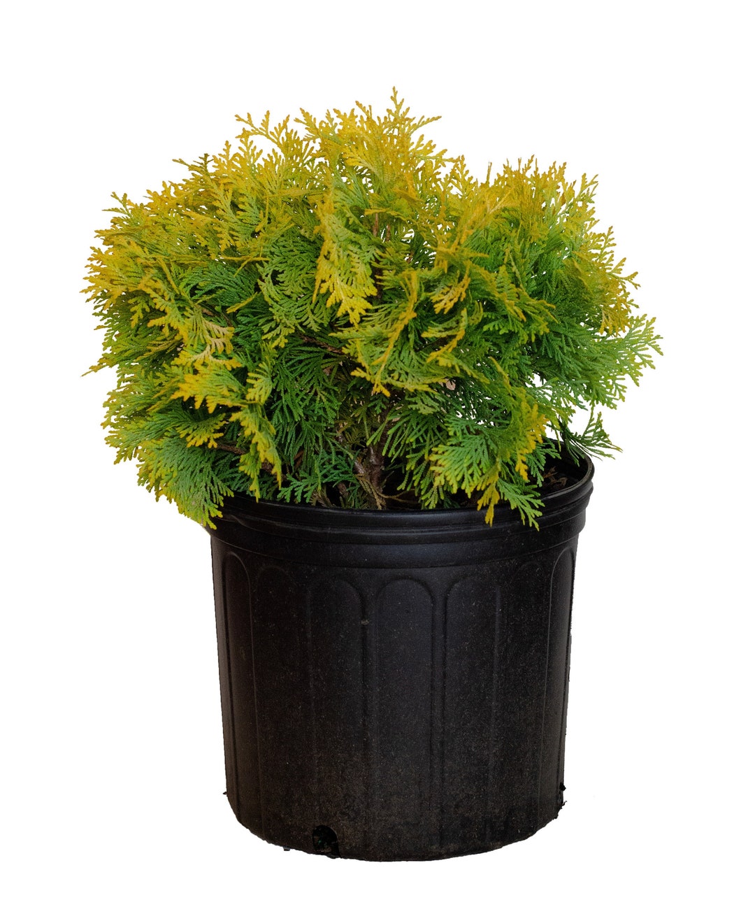 Golden Globe Arborvitae - #3 Gallon - Etsy