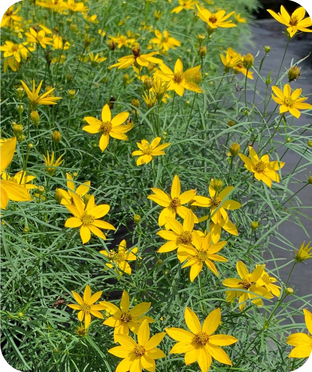 Coreopsis Verticillata 'zagreb' #1 - Etsy