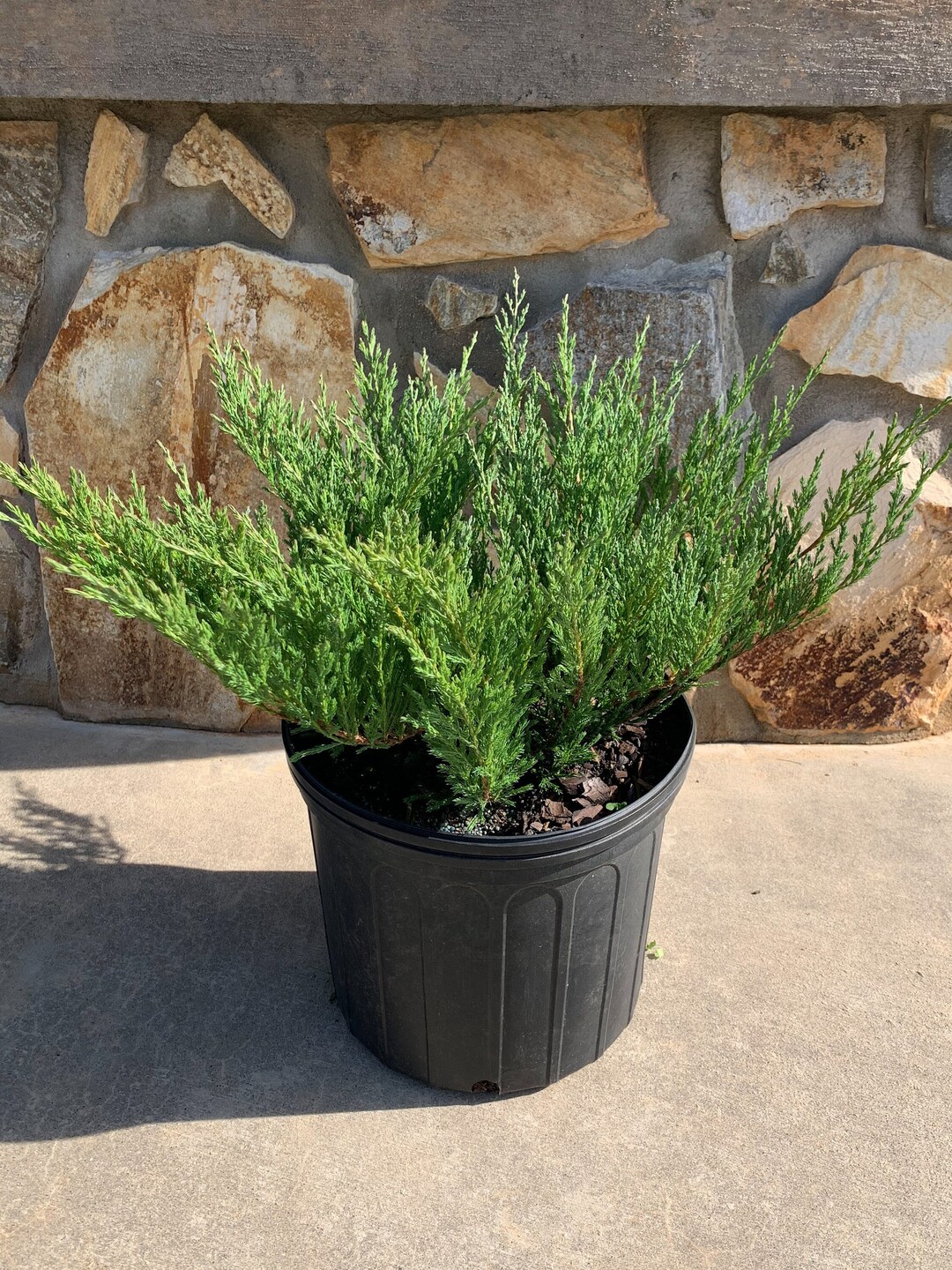 Andorra Juniper - #3 Gallon - Etsy