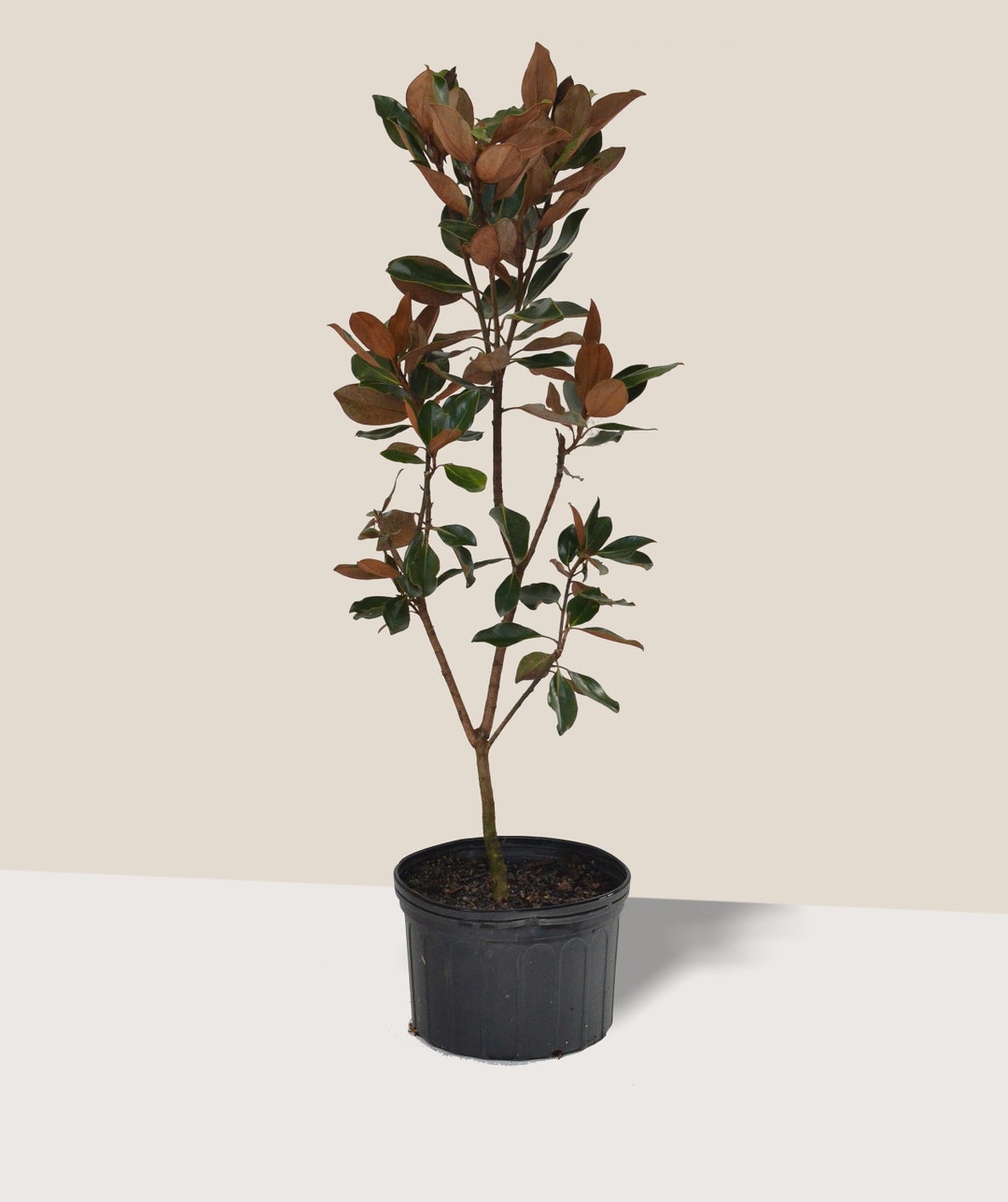 Little Gem Dwarf Southern Magnolia #3 - Etsy