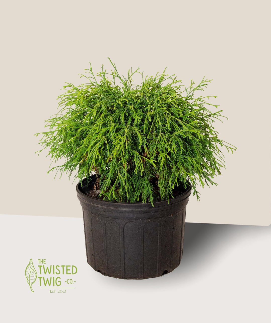 Golden Mop Threadleaf False Cypress - #3 Gallon - Etsy