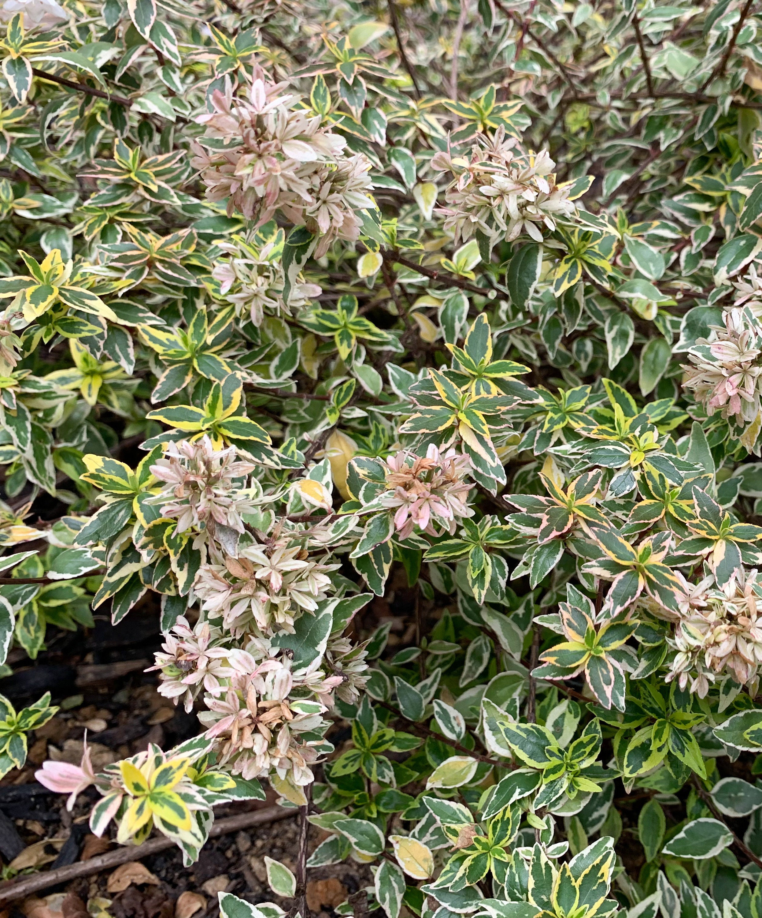 Mardi Gras Abelia