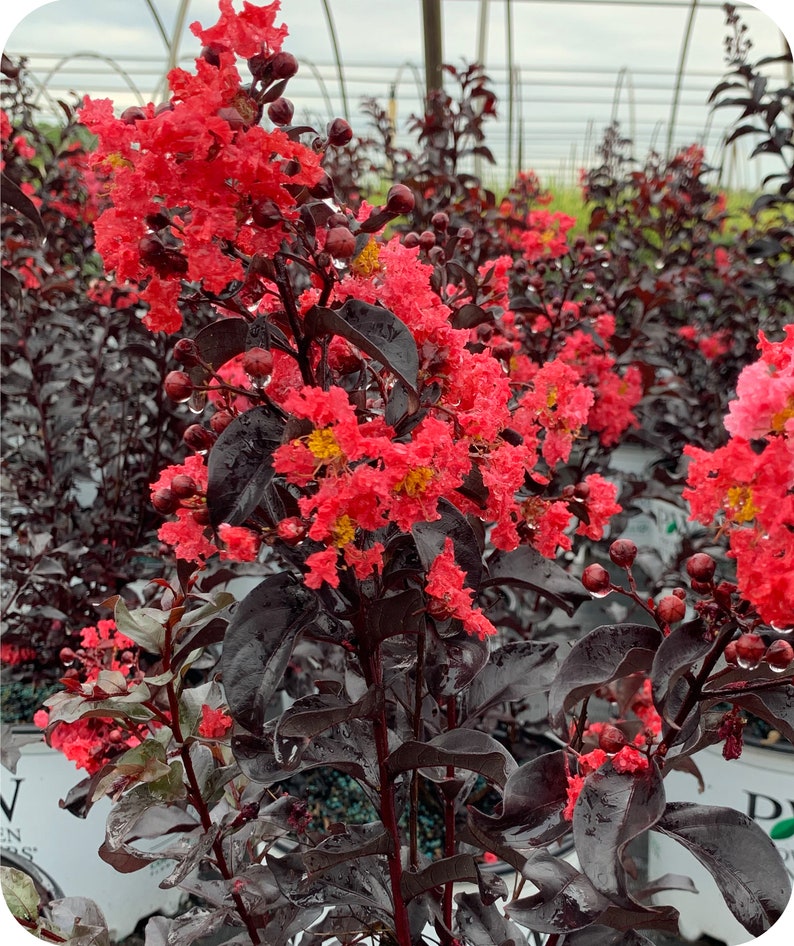 Center Stage® Red Crape Myrtle - #3 Gallon - Etsy