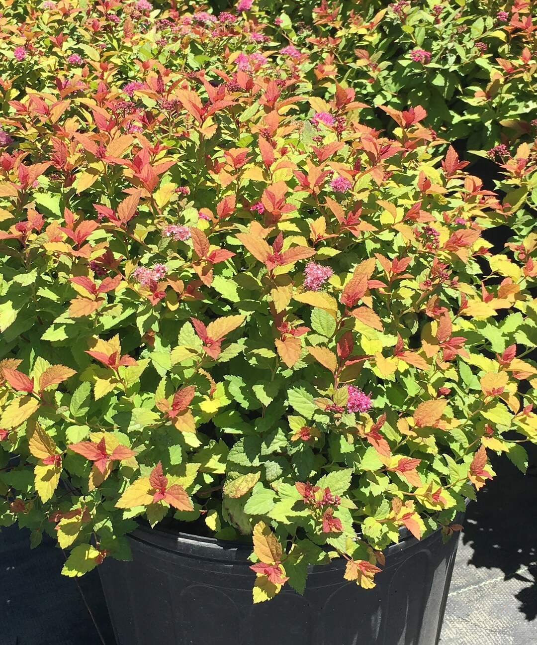 Magic Carpet Spirea - #3 Gallon - Etsy