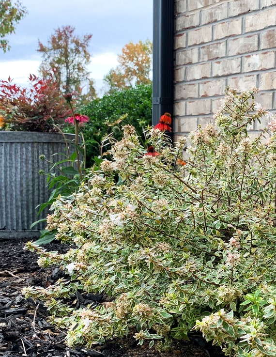 Twist Of Lime Abelia