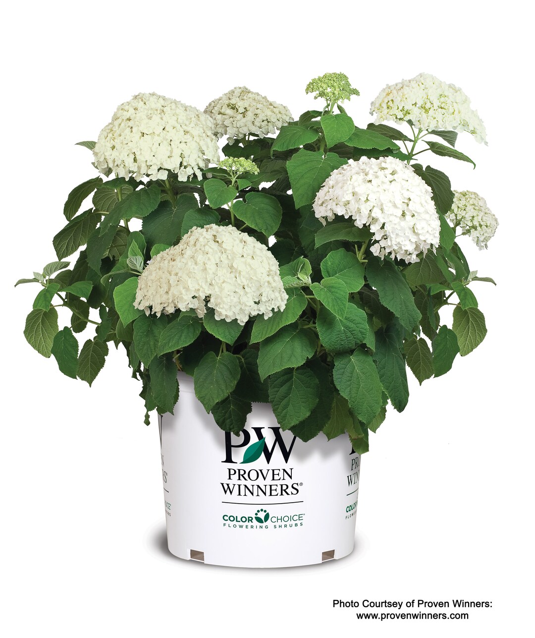 Incrediball® Smooth Hydrangea - #3 Gallon - Etsy