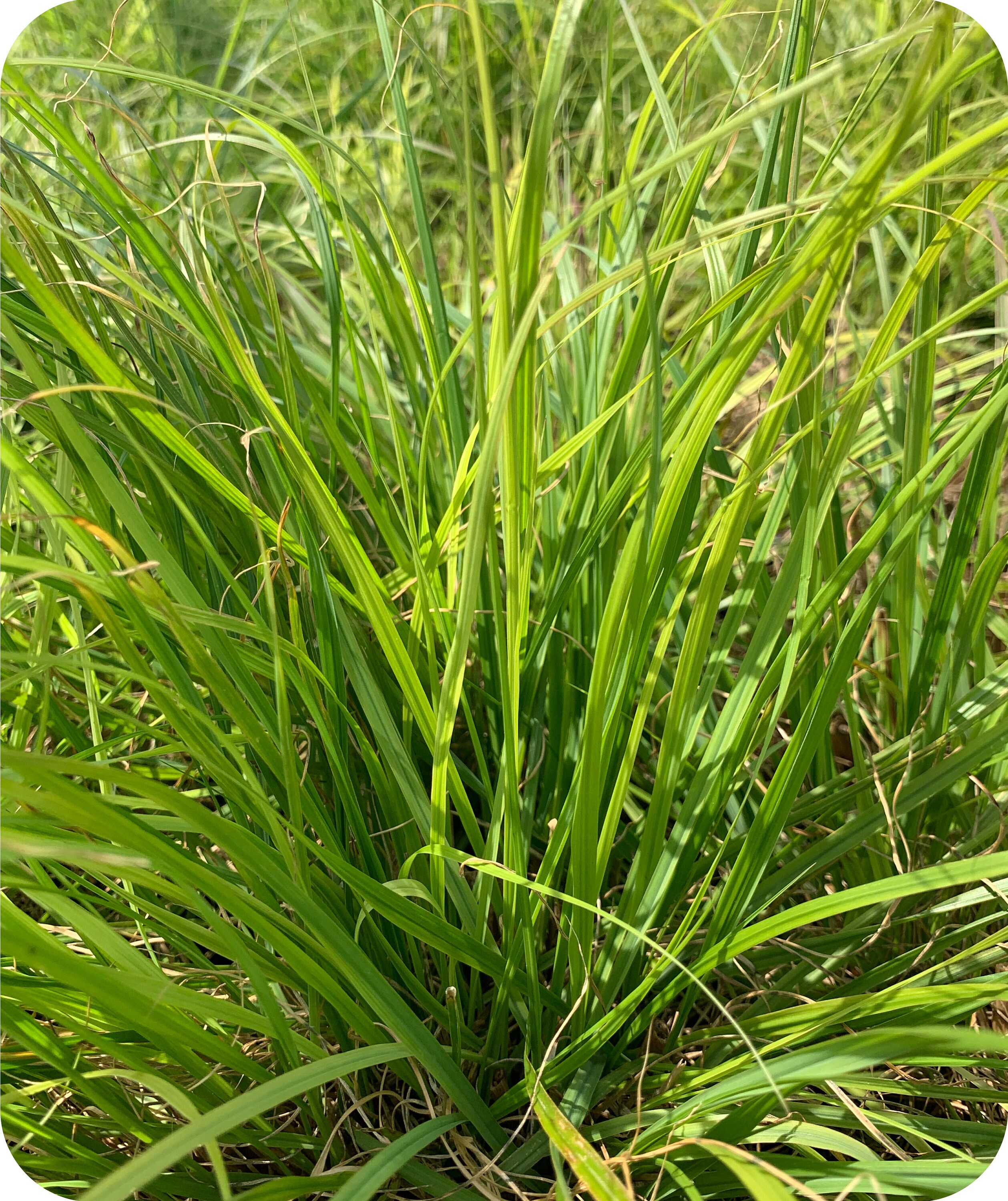 Carex Grass Dwarf