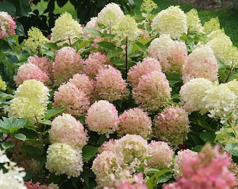 FIRE LIGHT TIDBIT, 4 Pot Size ® Proven Winners Colorchoice Flowering ...