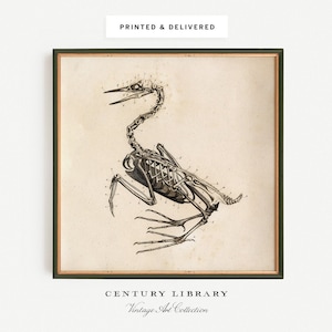 Vintage Bird Skeleton Wall Art Print, Antique Anatomy Home Decor, Great ...