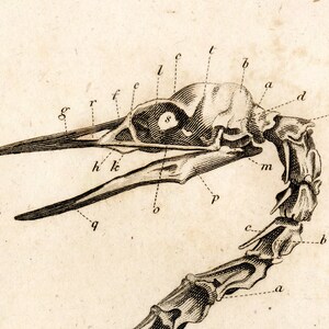 Vintage Bird Skeleton Wall Art Print, Antique Anatomy Home Decor, Great ...