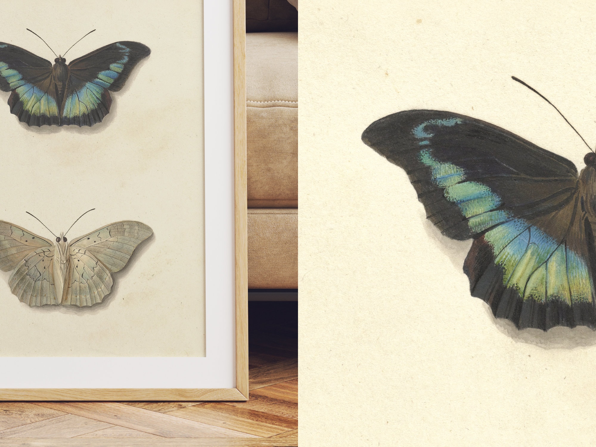 Vintage Butterfly Specimen Art Natural History Print - Etsy