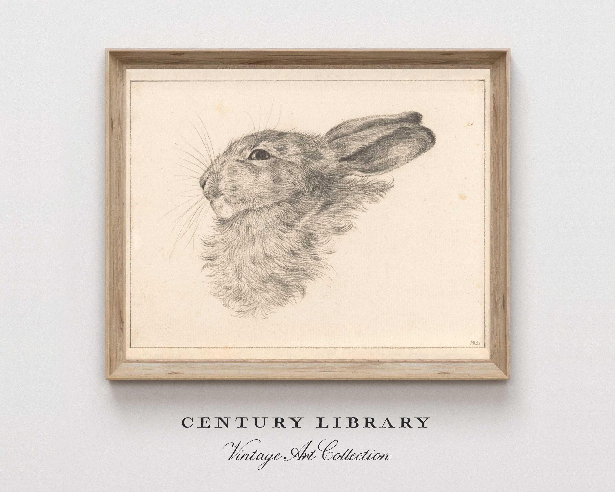 VINTAGE Rabbit Sketch Wall Art Print Printable Vintage - Etsy