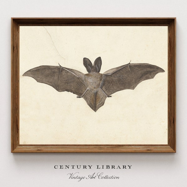 Vintage Bat Print - Etsy