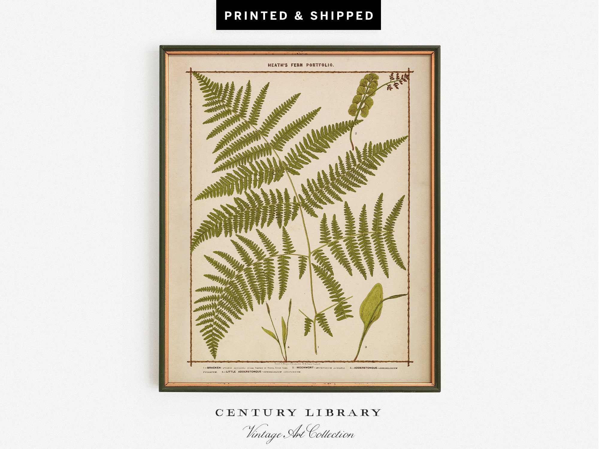 Vintage Fern Botanical Print, Nature Illustration Wall Art, Green Decor ...