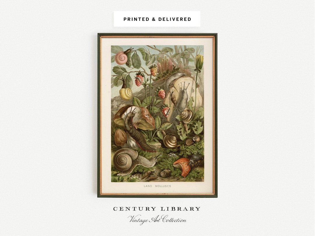 Vintage Snail Wall Art Print, Natural History Home Decor, Antique ...