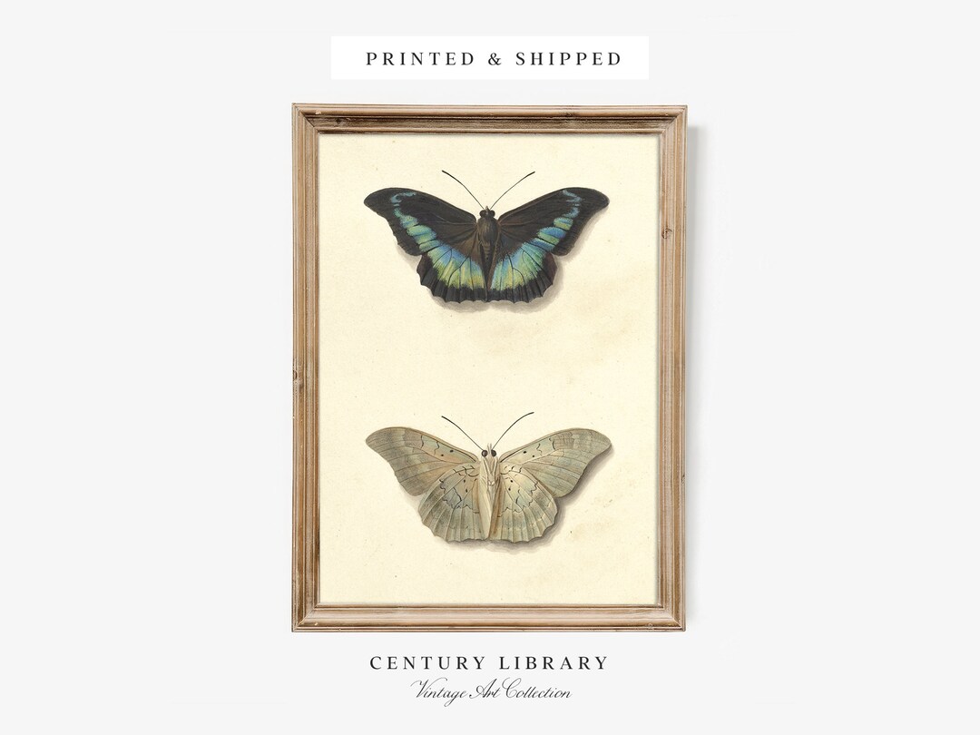 Vintage Butterfly Specimen Art, Natural History Print, Entomology Wall ...