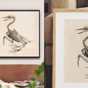 Vintage Bird Skeleton Wall Art Print, Antique Anatomy Home Decor, Great ...