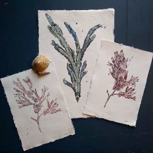 Pressed Seaweed Art - Etsy