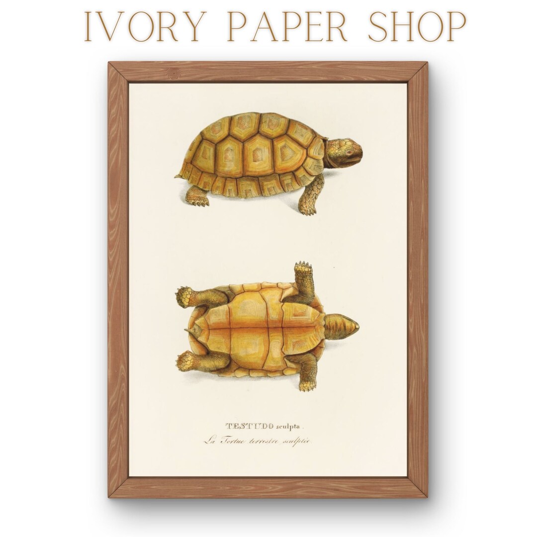 Vintage Tortoise Illustration Print Testudo Sculpta 1838, Antique ...