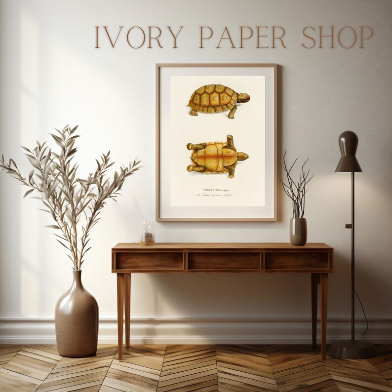 Vintage Tortoise Illustration Print Testudo Sculpta 1838, Antique ...