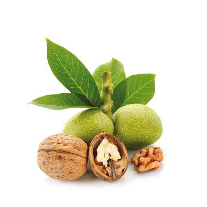 Very Special Large Turkish Walnut 500 Gr - Etsy