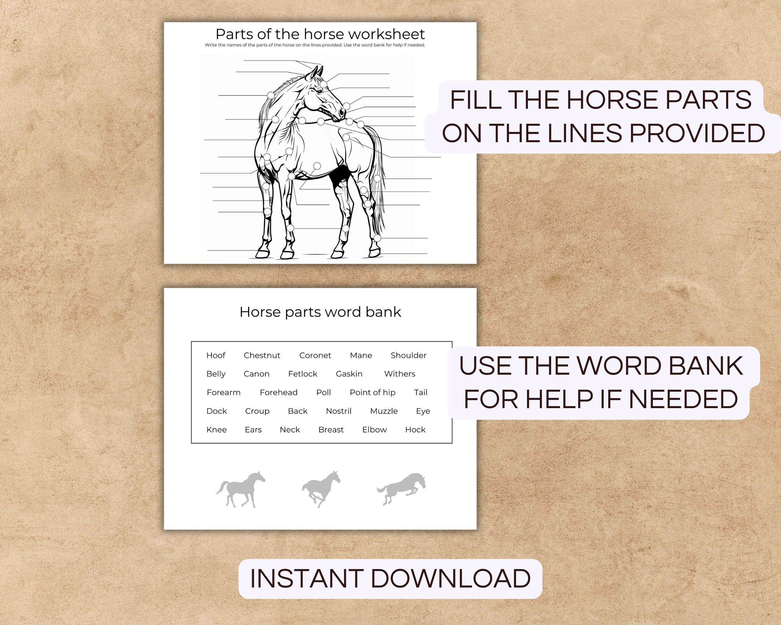 Horse Anatomy Parts of the Horse Worksheet Horse Camp Activity ...