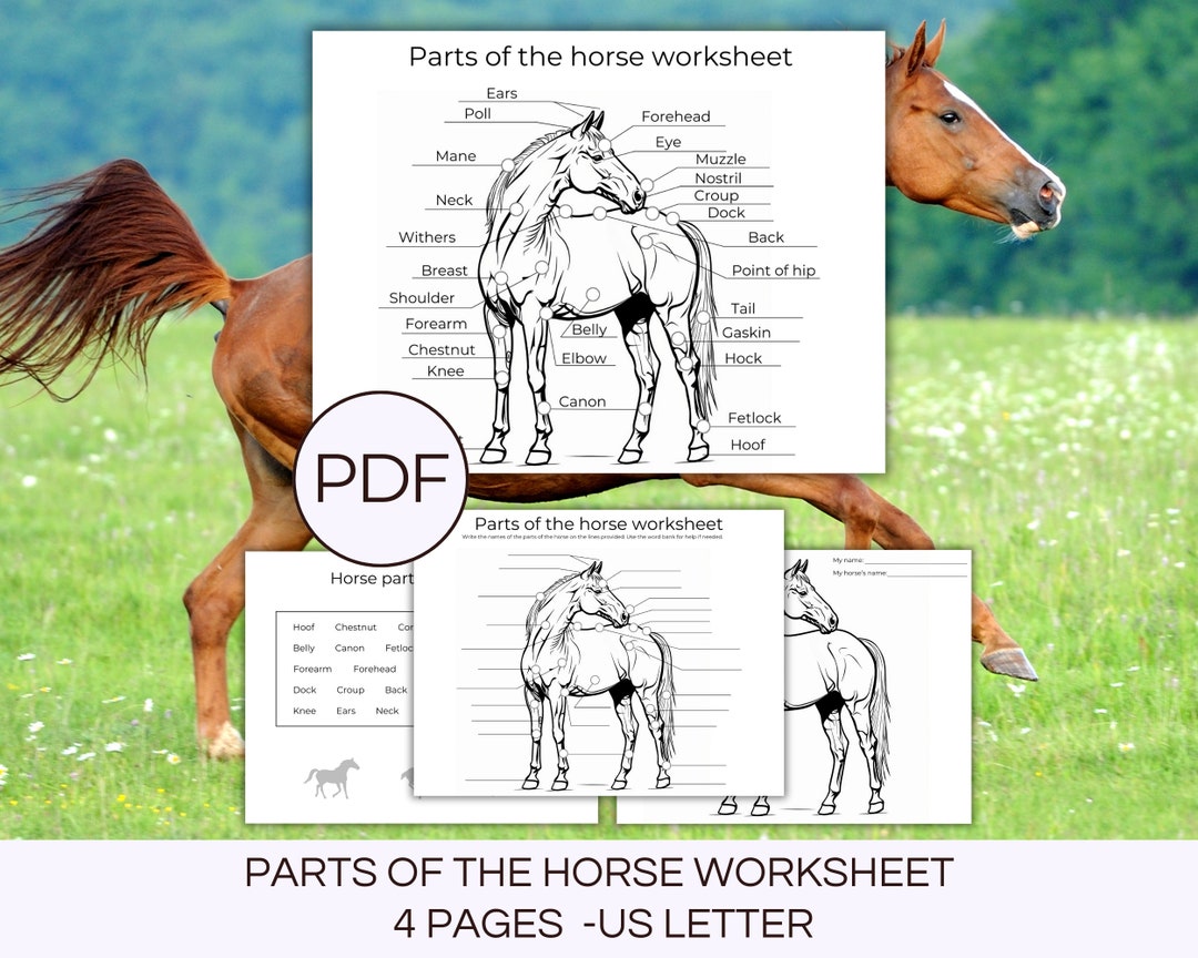 Horse Anatomy Parts of the Horse Worksheet Horse Camp Activity ...