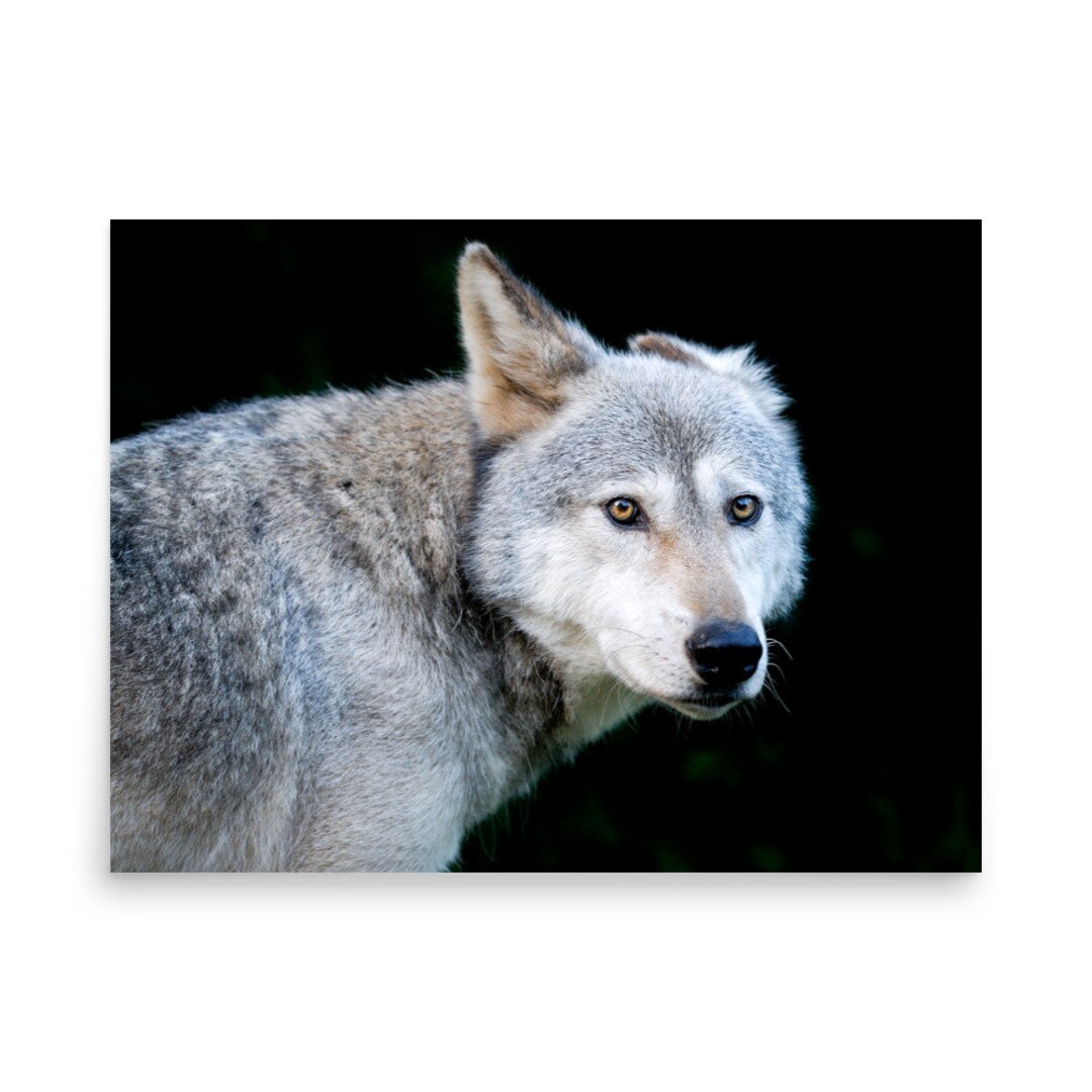 Gray Wolf, Wildlife Art, Wolf Photograph, Wall Art - Etsy