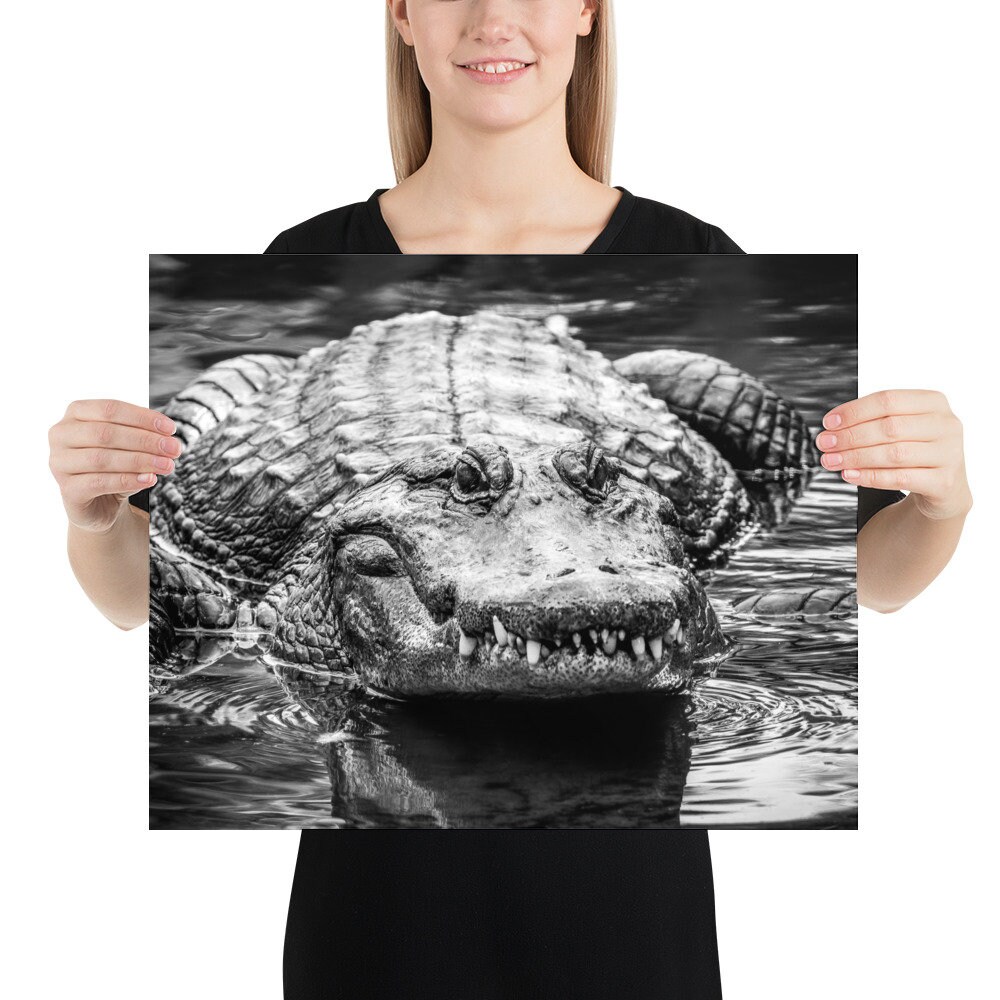 Alligator, Alligator Print, Alligator Photograph, American Alligator ...