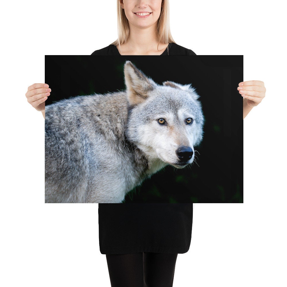 Gray Wolf, Wildlife Art, Wolf Photograph, Wall Art - Etsy