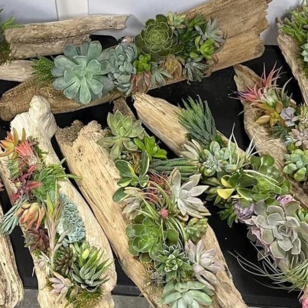 Succulents Wedding - Etsy