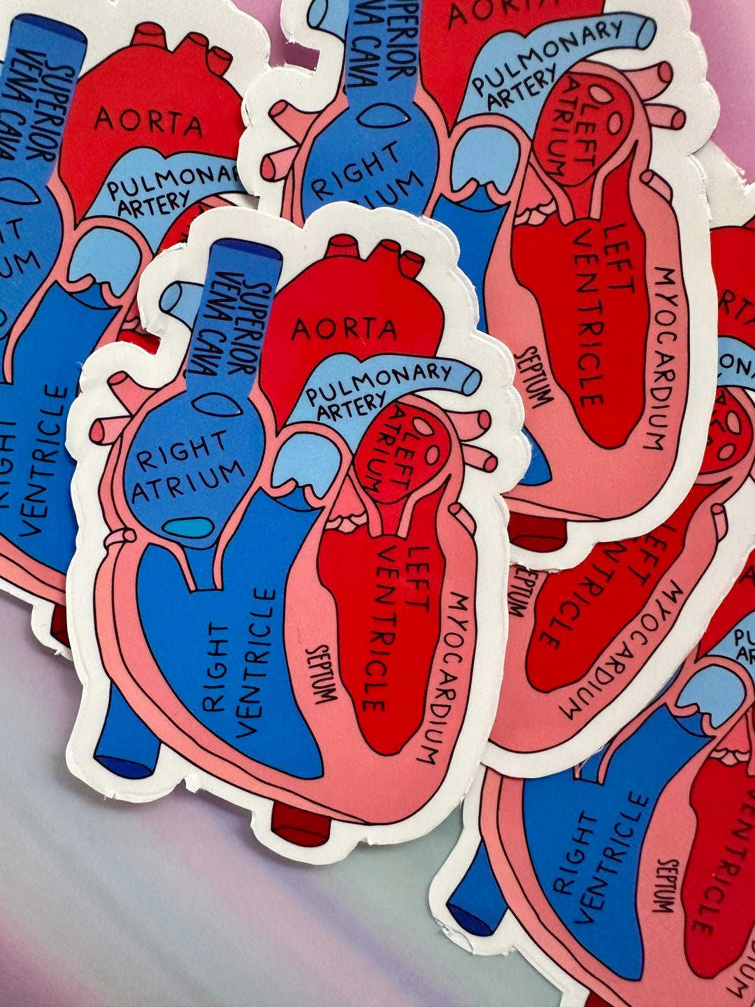 Anatomical Heart Ultrasound Sticker - Etsy