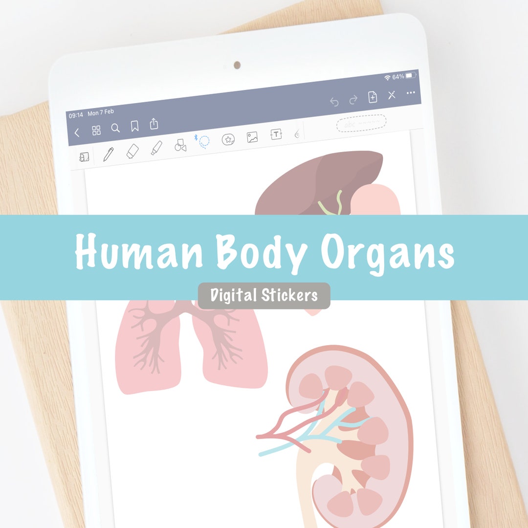 Human Anatomy Body Organs Digital Stickers | Human Biology Clip Art ...