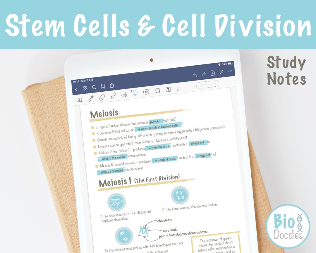 Mitosis and Meiosis Stem Cells Cell Division Study Notes A - Etsy