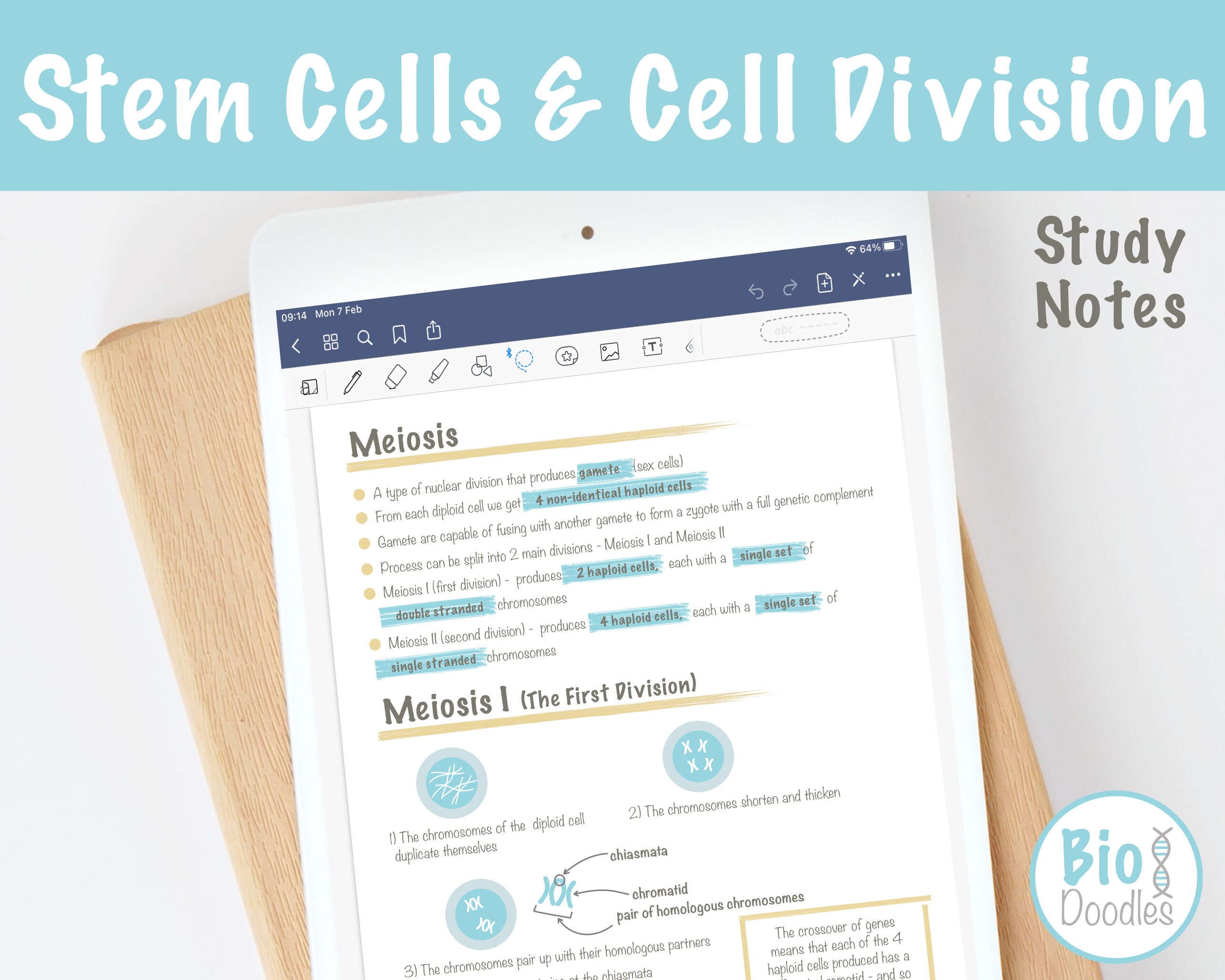 Mitosis and Meiosis Stem Cells Cell Division Study Notes A - Etsy UK