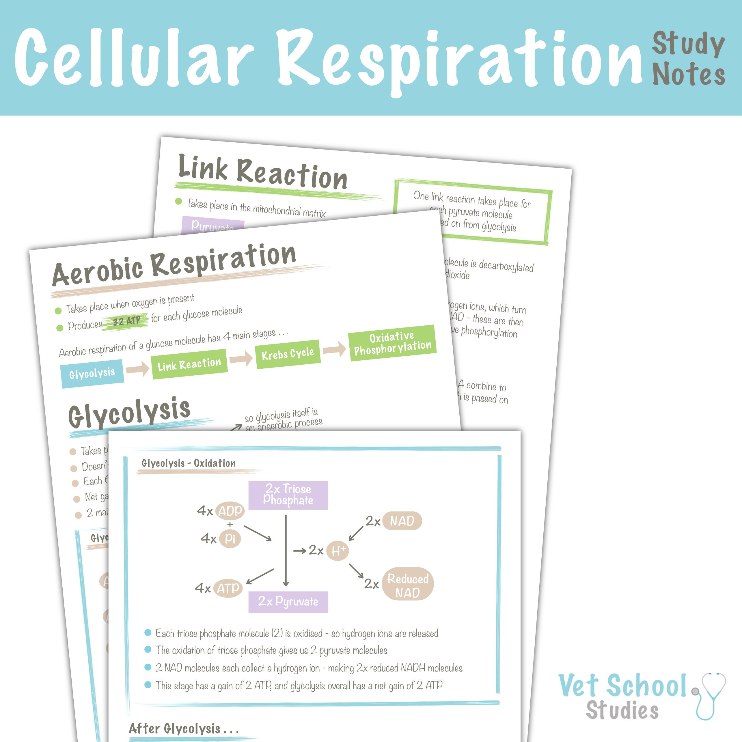 Cellular Respiration Aerobic Anaerobic Tissue Respiration Study Notes ...