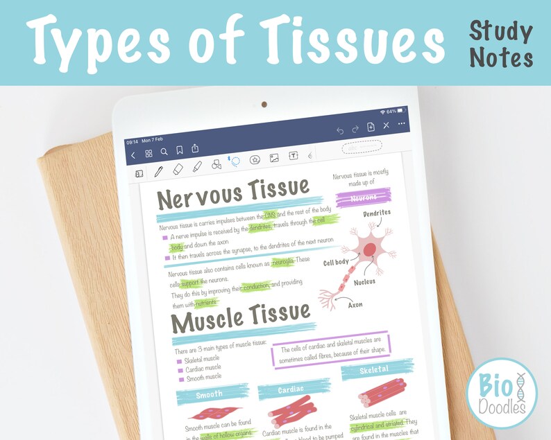 Types of Tissues Digital Study Guide Biology Study Notes - Etsy