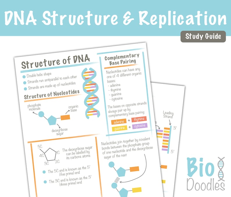 Structure and Replication of DNA Digital Study Guide Notes - Etsy