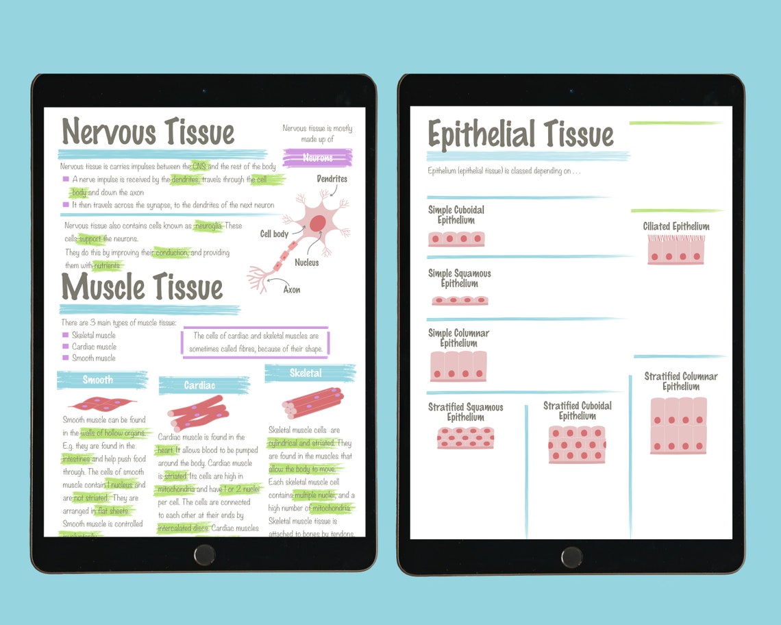 Types of Tissues Digital Study Guide Biology Study Notes | Etsy