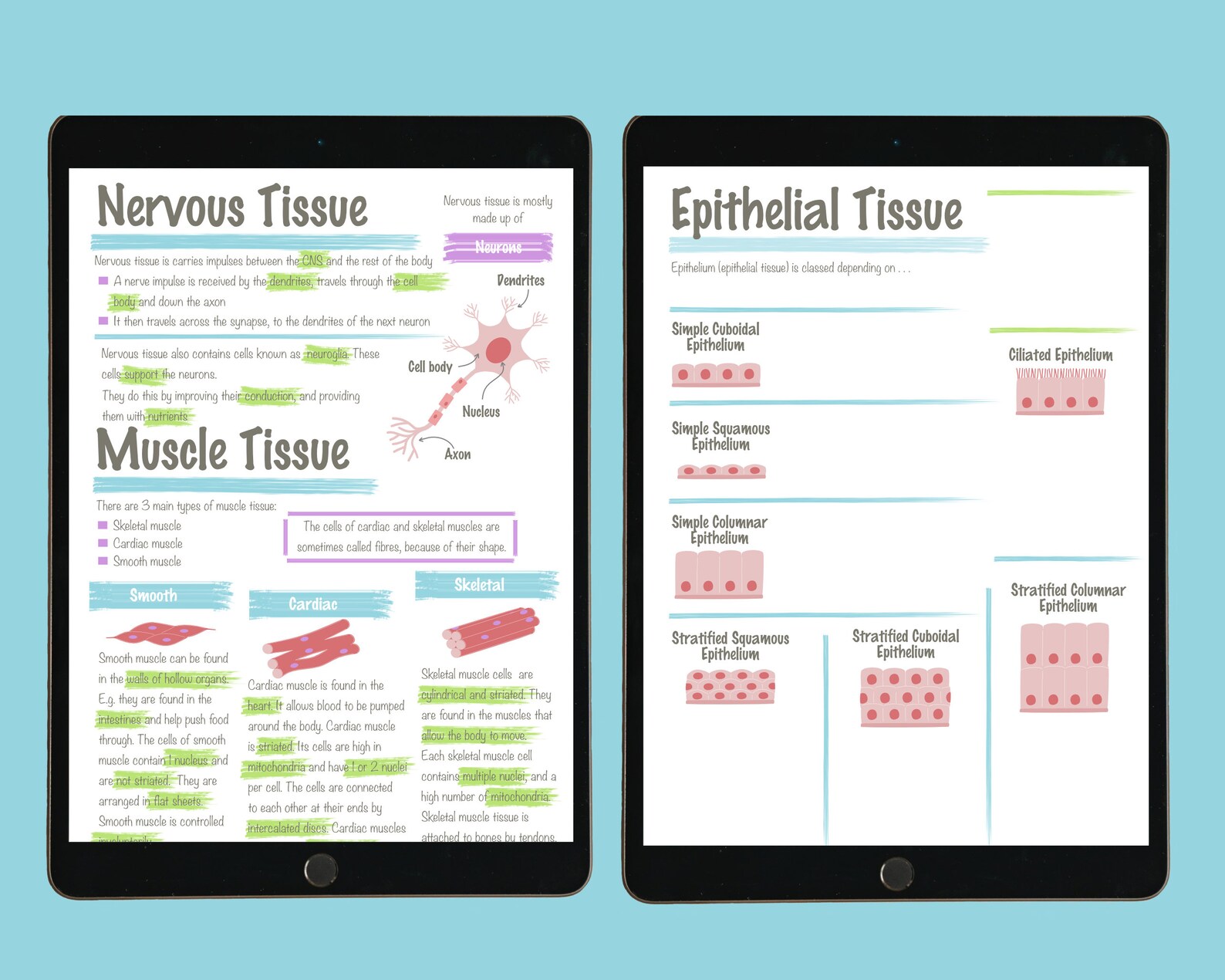 Types of Tissues Digital Study Guide Biology Study Notes | Etsy