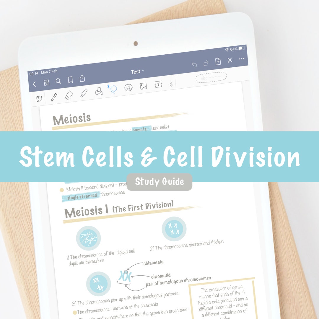 Mitosis and Meiosis Stem Cells Cell Division Study Notes | A Level High ...