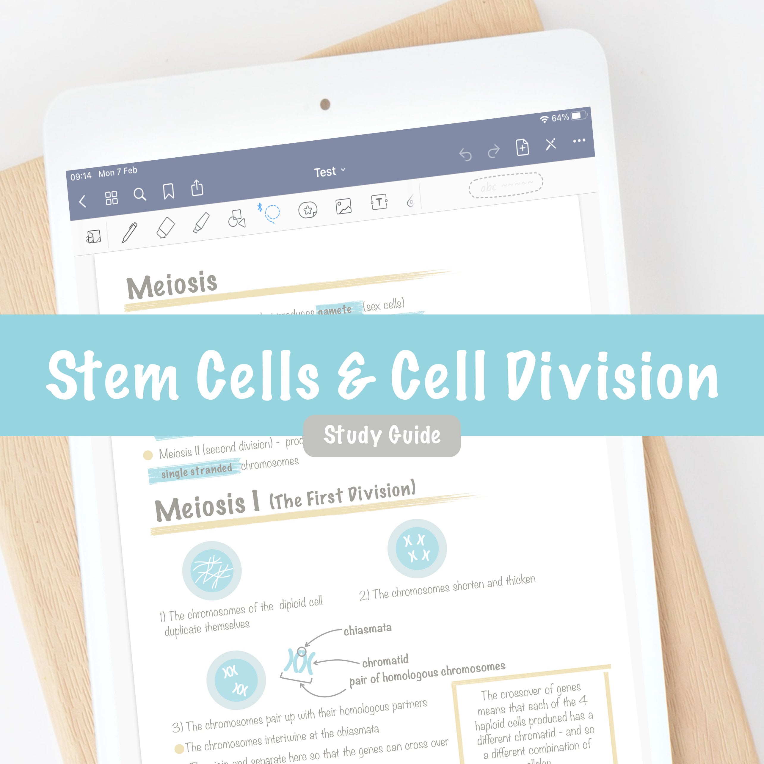 Mitosis and Meiosis Stem Cells Cell Division Study Notes | A Level High ...