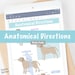 Anatomical Directions Study Guide Poster | Veterinary Dog Anatomy Vet ...