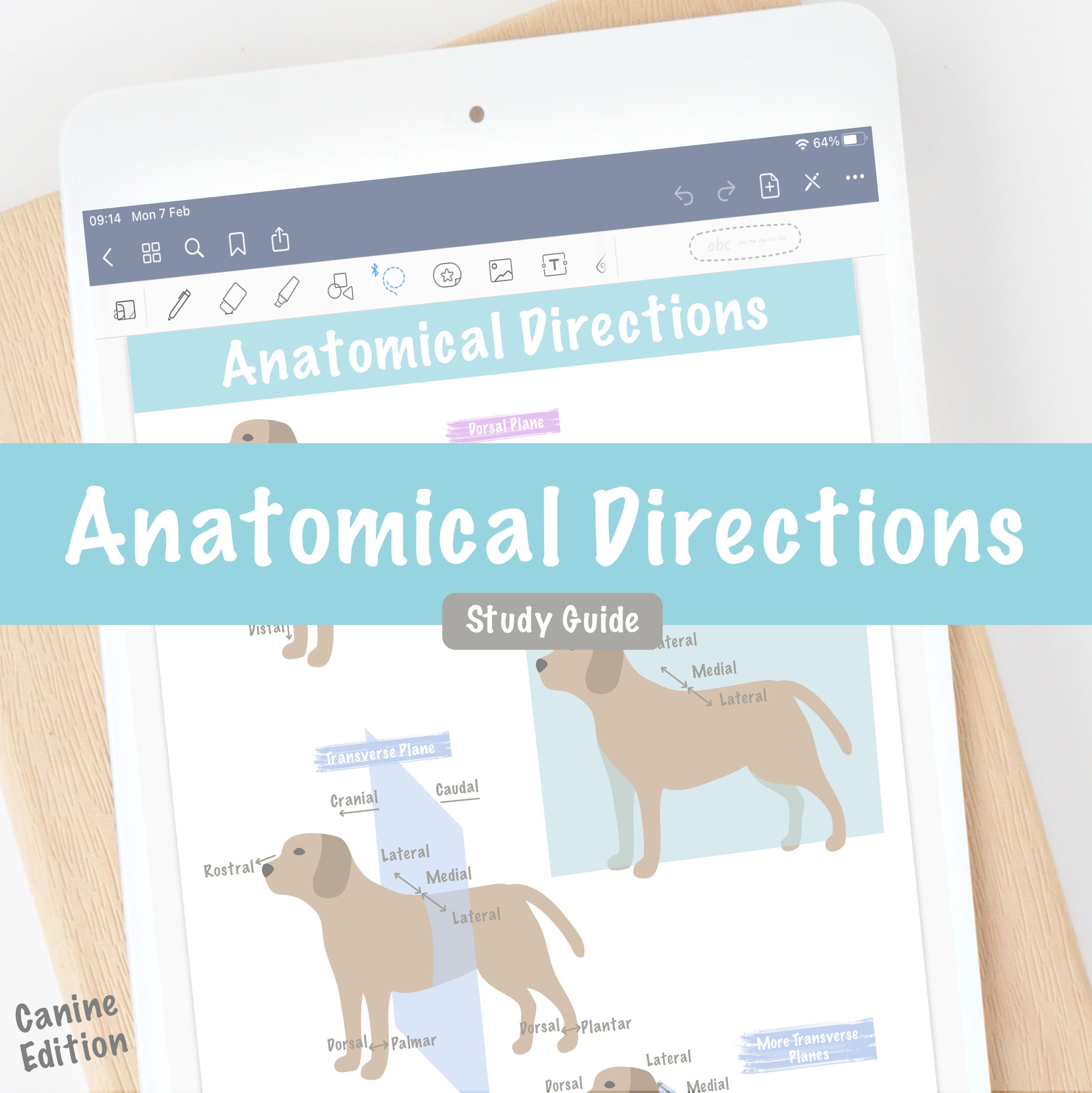 Anatomical Directions Dog