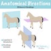 Anatomical Directions Digital Stickers | Vet Med Veterinary Nursing Vet ...