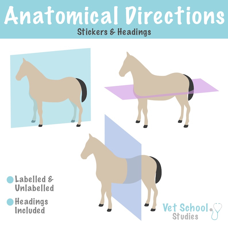 Anatomical Directions Digital Stickers | Vet Med Veterinary Nursing Vet ...