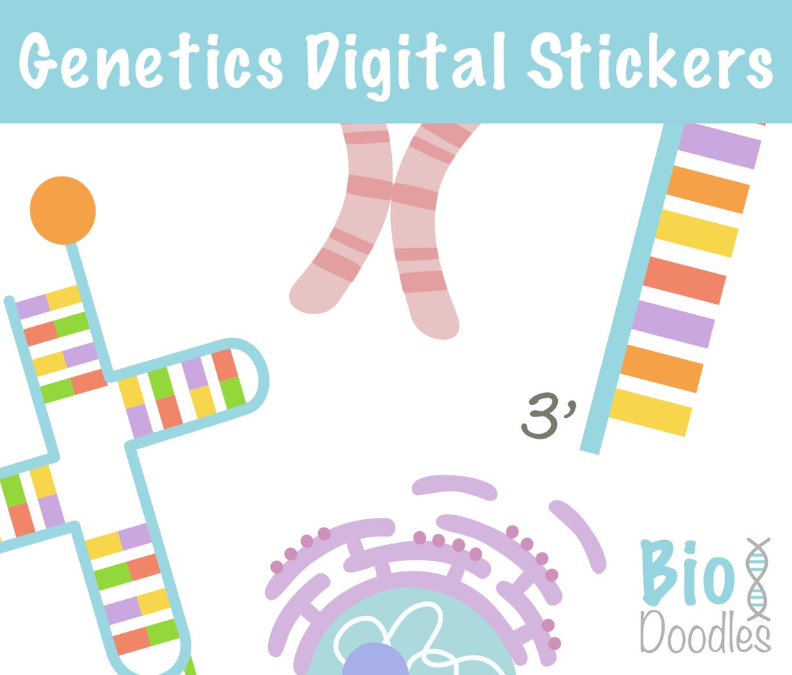 Genetics Digital Stickers Make Your Own Study Guide DNA - Etsy