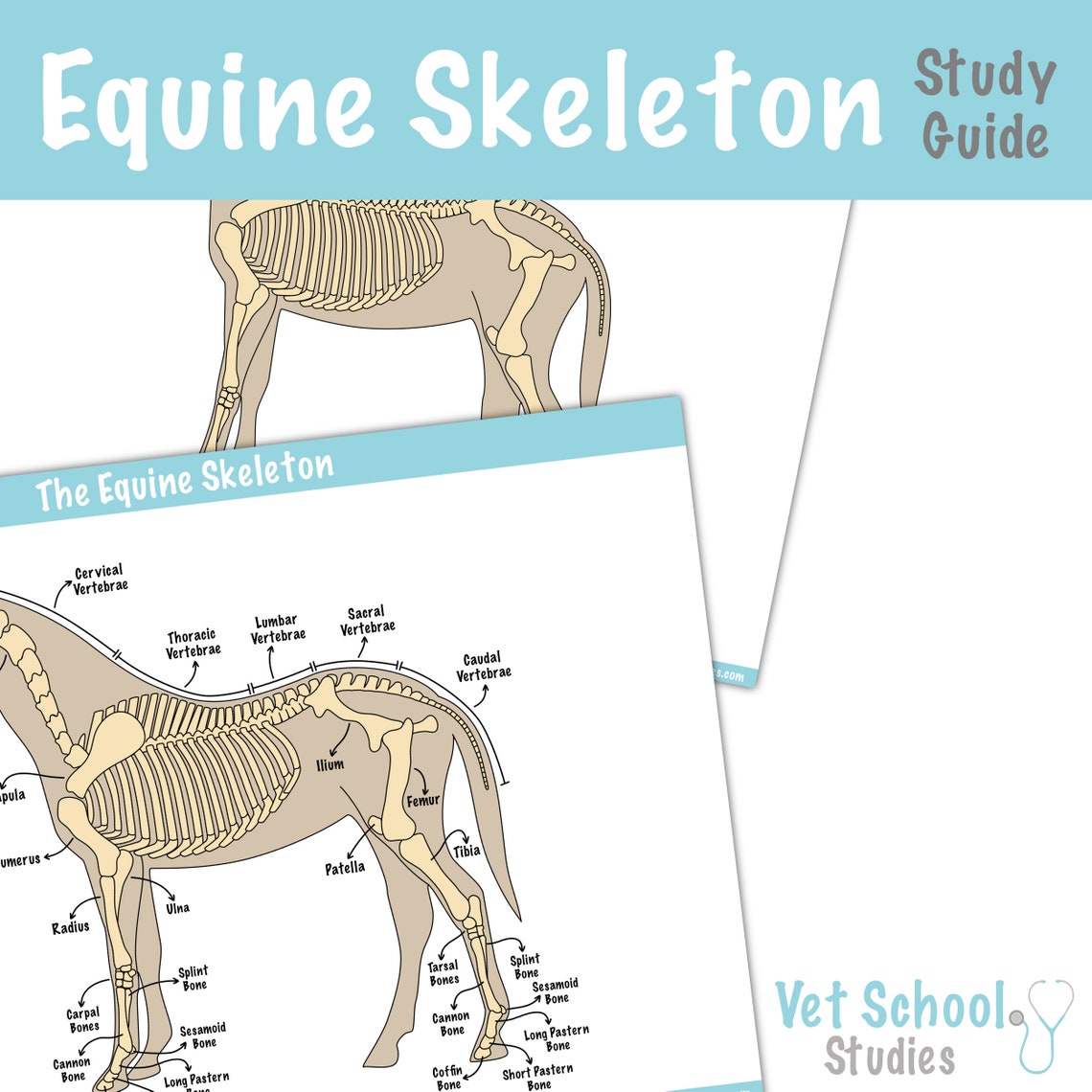 Horse Anatomy Equine Skeleton Study Guide Digital Notes | Pre Vet Tech ...